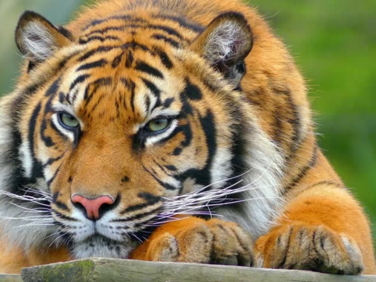 बाघ से पहले आजाद भारत का पहला राष्ट्रीय पशु था ये खूंखार जानवर, बाद में ...