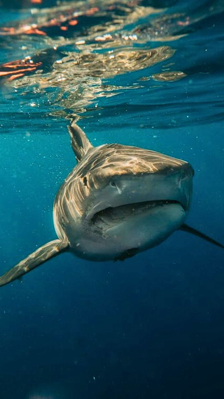 5 Most deadliest marine predators