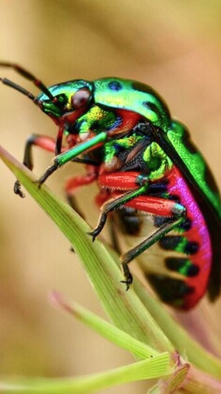 7 colourful insects that define Mother Nature's deftness