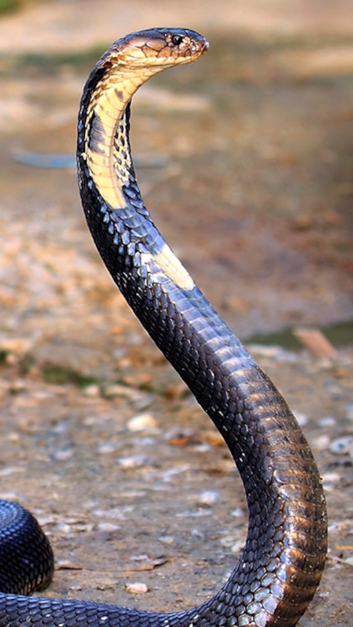 10 most venomous snakes found in India
