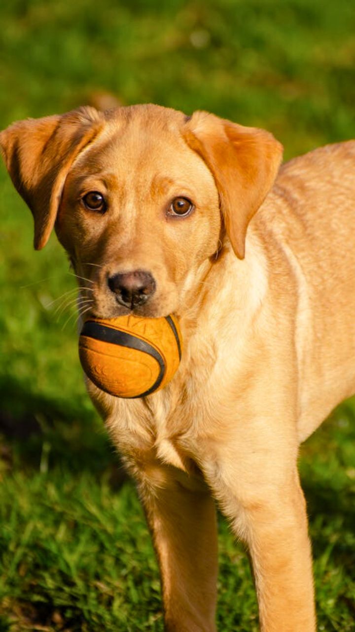 5 most athletic dog breeds in the world