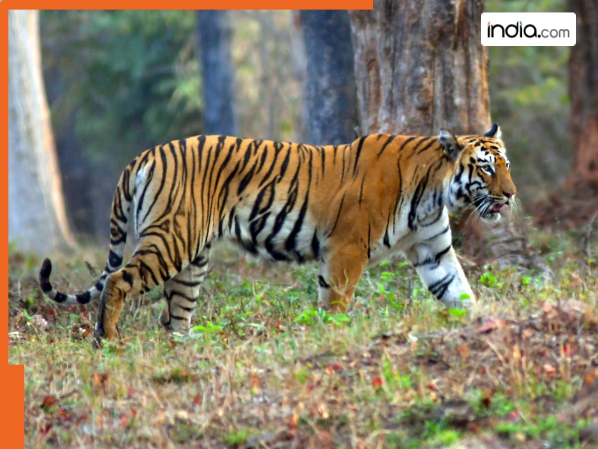 बाघ से पहले आजाद भारत का पहला राष्ट्रीय पशु था ये खूंखार जानवर, बाद में ...