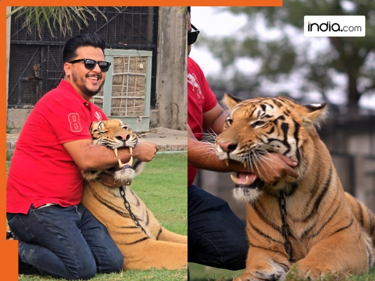 पाकिस्तानी Influencer ने बाघ के मुंह में डाला हाथ, वायरल वीडियो को लोग ...