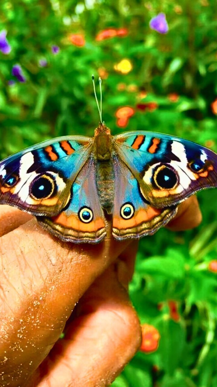 5 most attractive butterfly species in the world