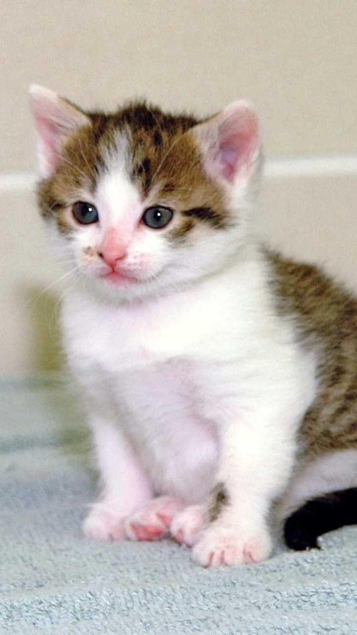 10 animals that have been cloned successfully