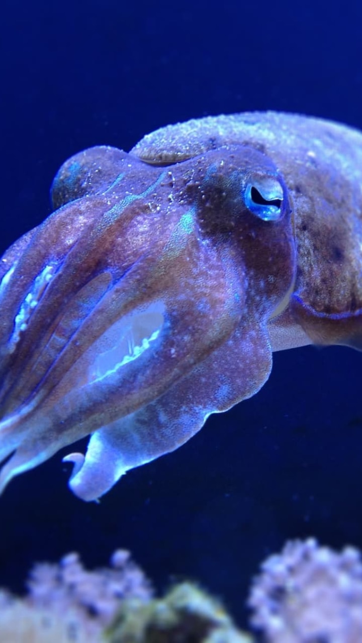 7 animals with more than one heart