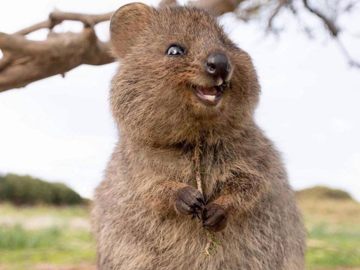 दुनिया के 8 सबसे खुशमिजाज जानवर, अपने चंचल व्यवहार से इंसानों को बना ...