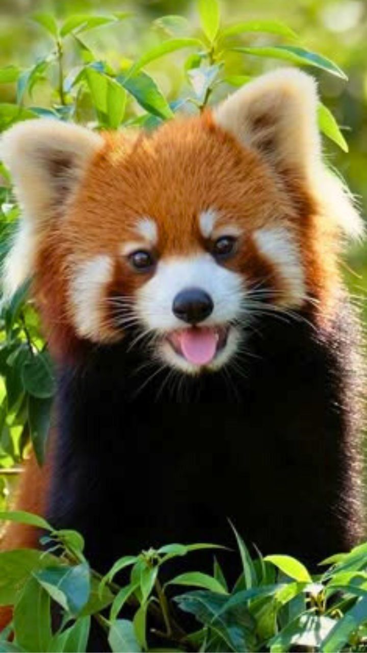 10 Cheerful animals that will brighten your day