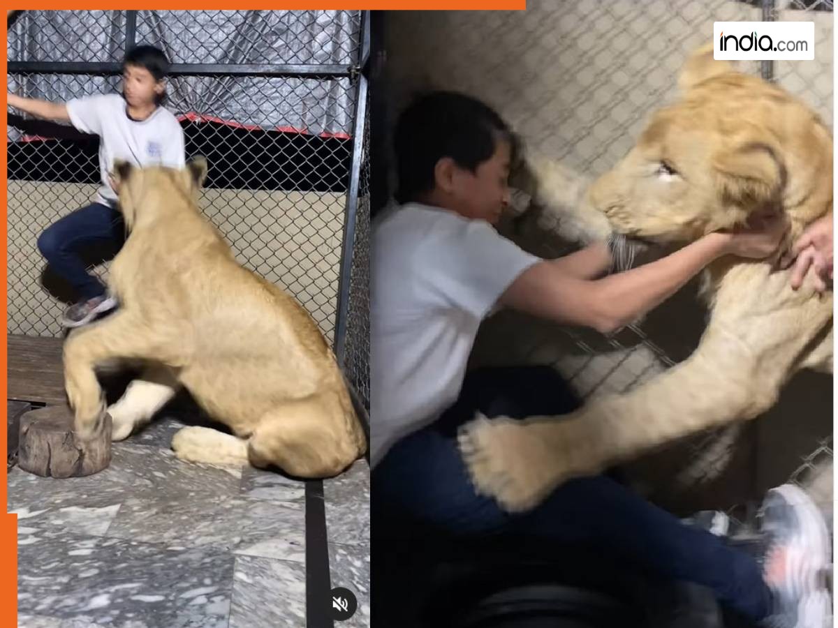 Sher Ka Video: शेर के पिंजरे में था लड़का, फिर जो हुआ सोच भी नहीं सकते ...