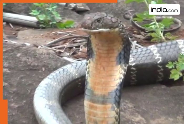 King Cobra BIG secret revealed..Indian scientist research breaks 188 ...