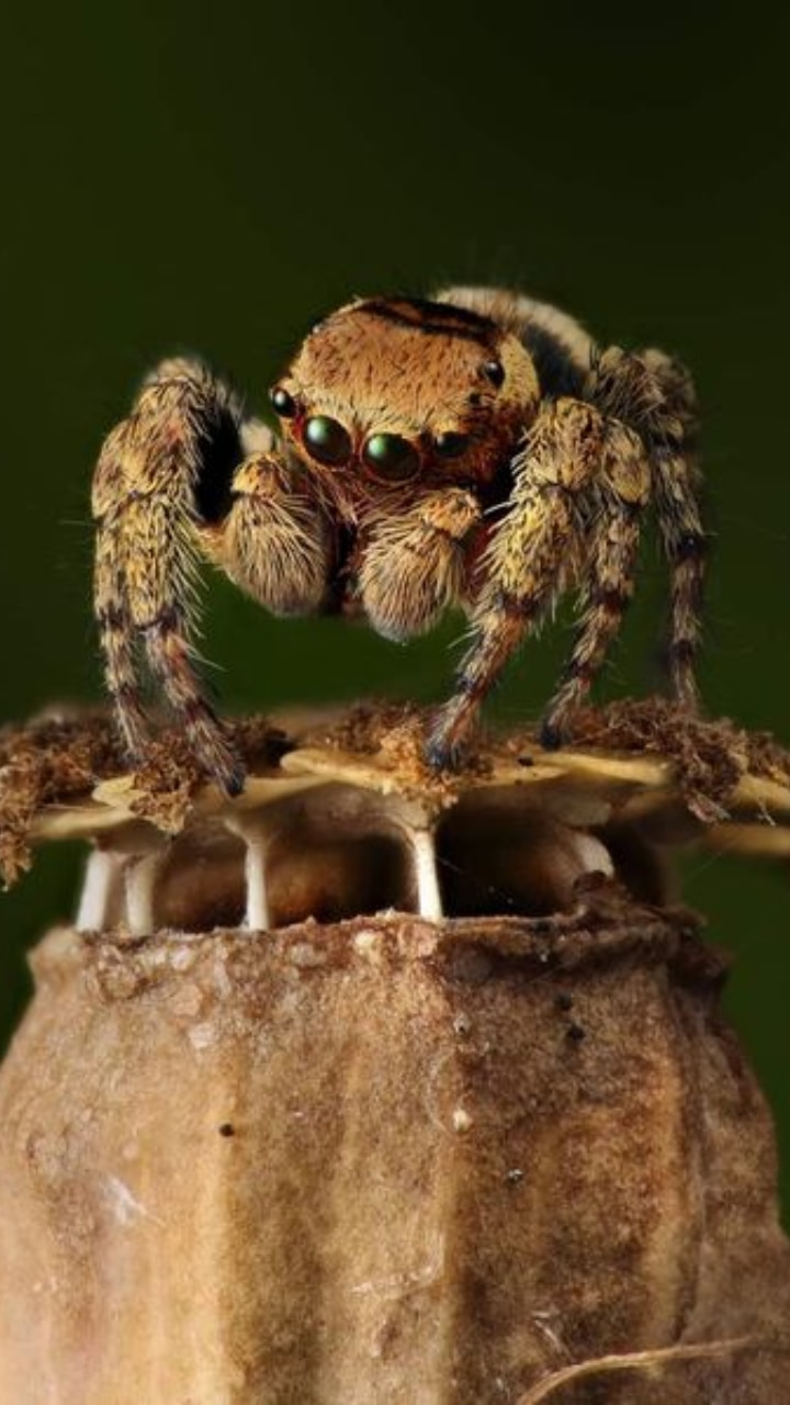 7 Animals that have more than two eyes