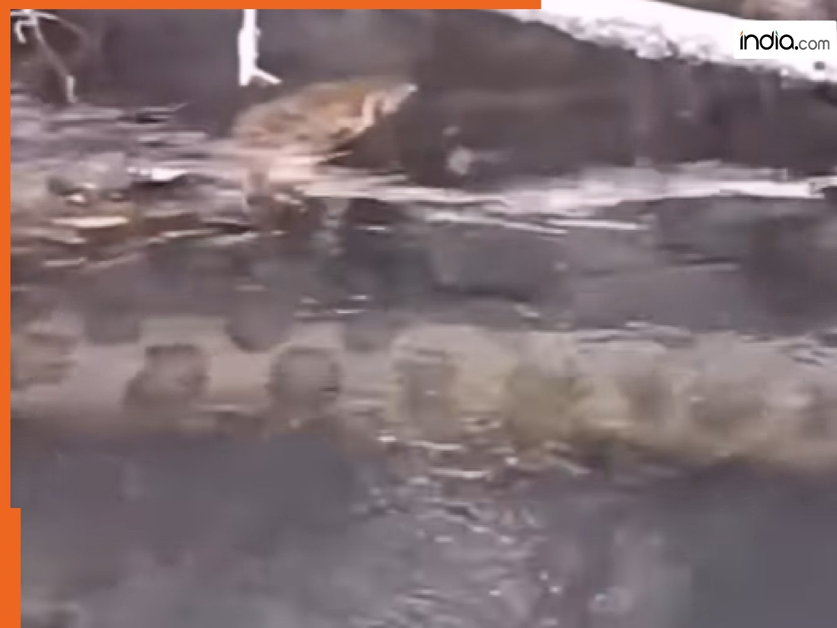 Azgar Ka Video: पानी में आराम फरमाता दिखा विशालकाय अजगर, देख लिया तो ...