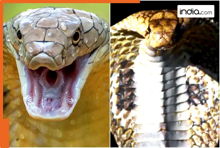 King Cobra vs Indian Cobra: Which is more dangerous? Know all ...