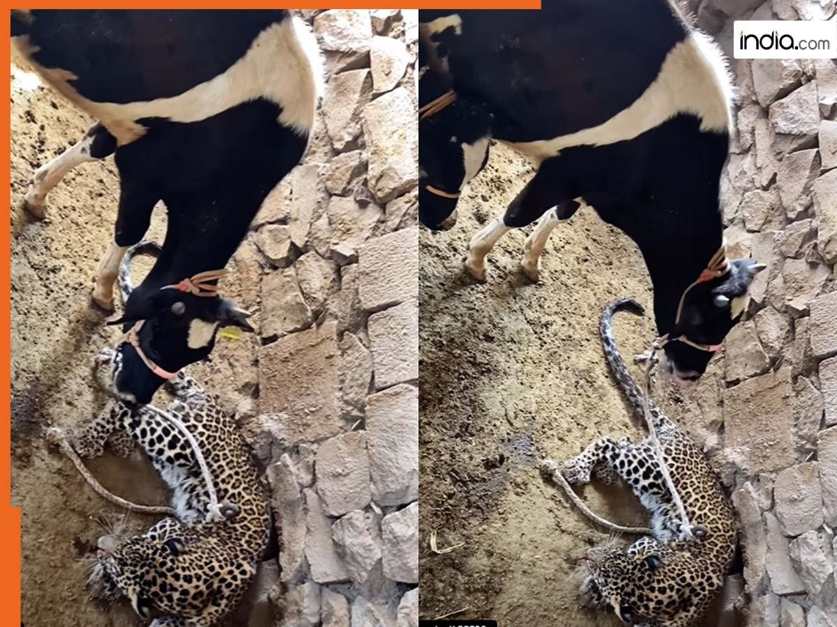 Wild Animal Video: जंगल से भागकर गाय के तबेले में घुस गया खूंखार तेंदुआ ...