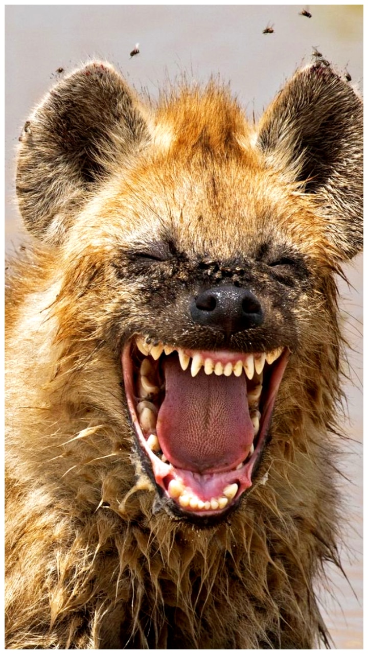 9 Gender-Switching wild animals you didn’t know about