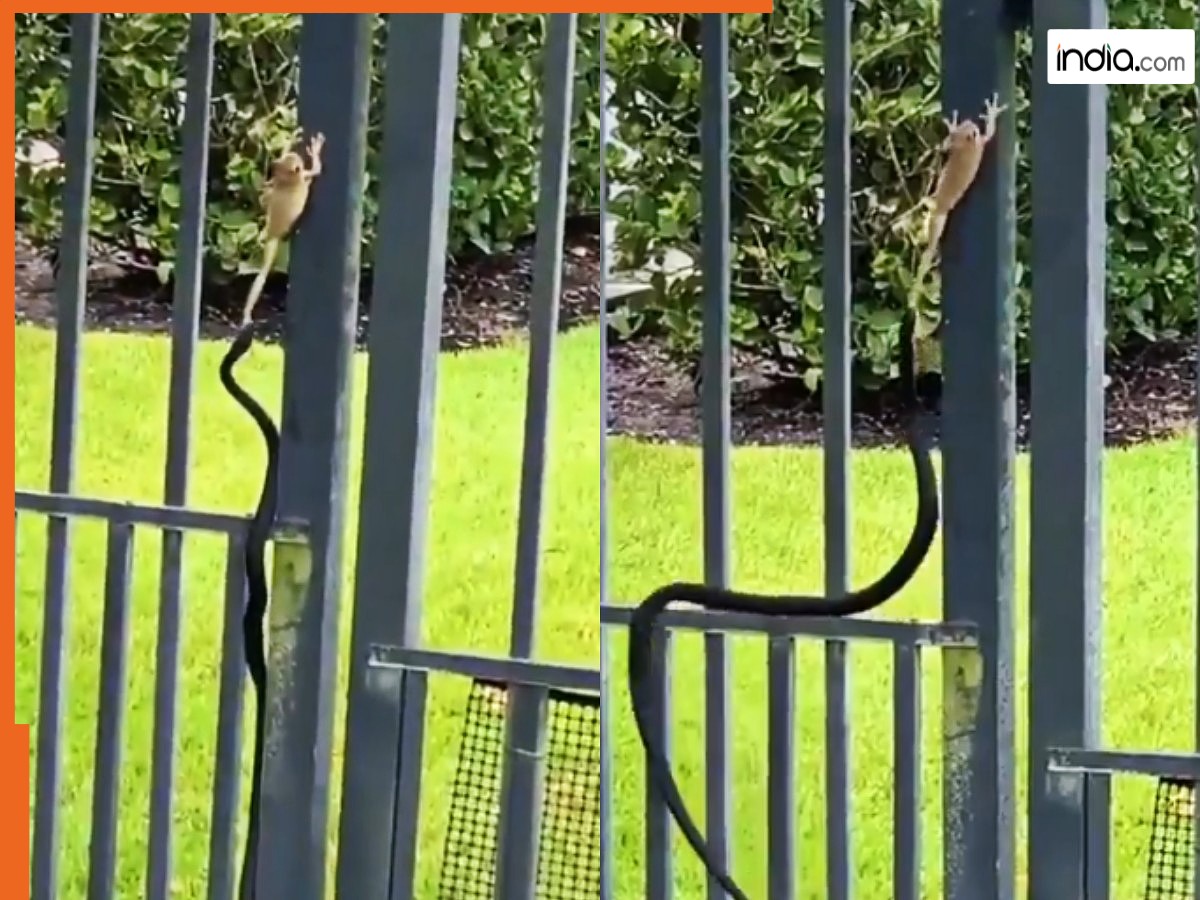 Sanp Aur Mendhak Ka Video: चाहकर भी मेंढक का शिकार ना कर सका सांप, पूरी ...