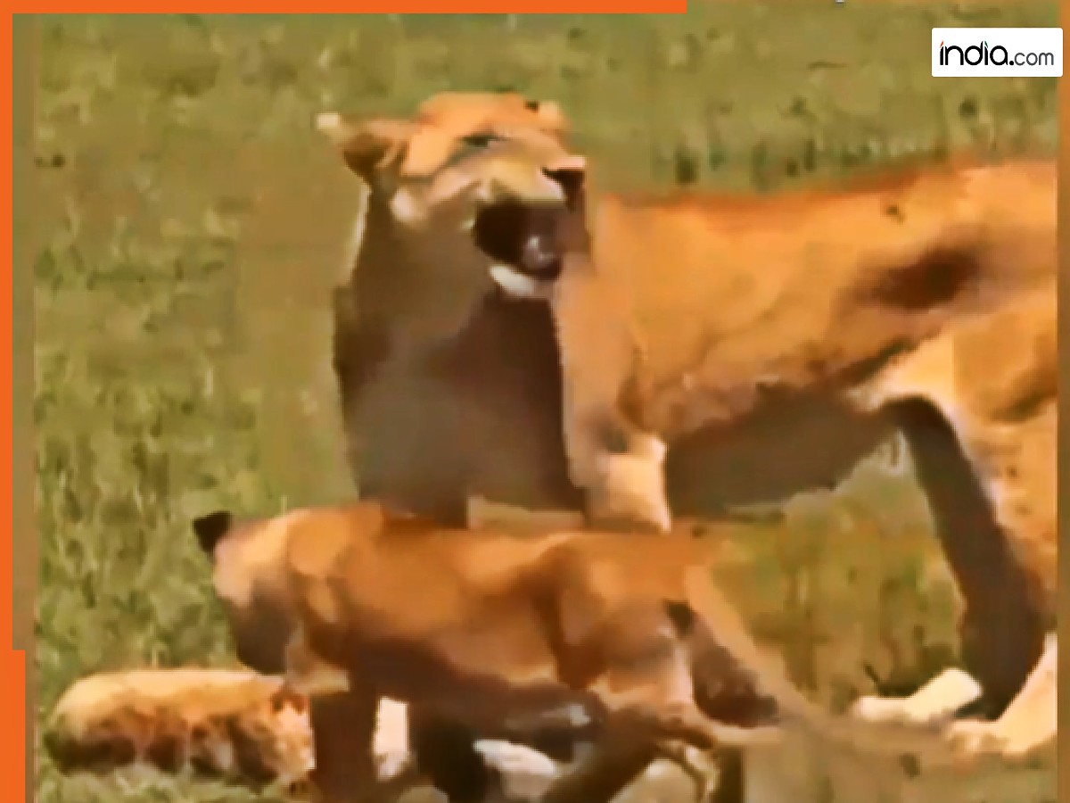 Sherni Ka Video: शिकार पर गई शेरनी के बच्चे को ही मार डाला, फिर जो हुआ ...