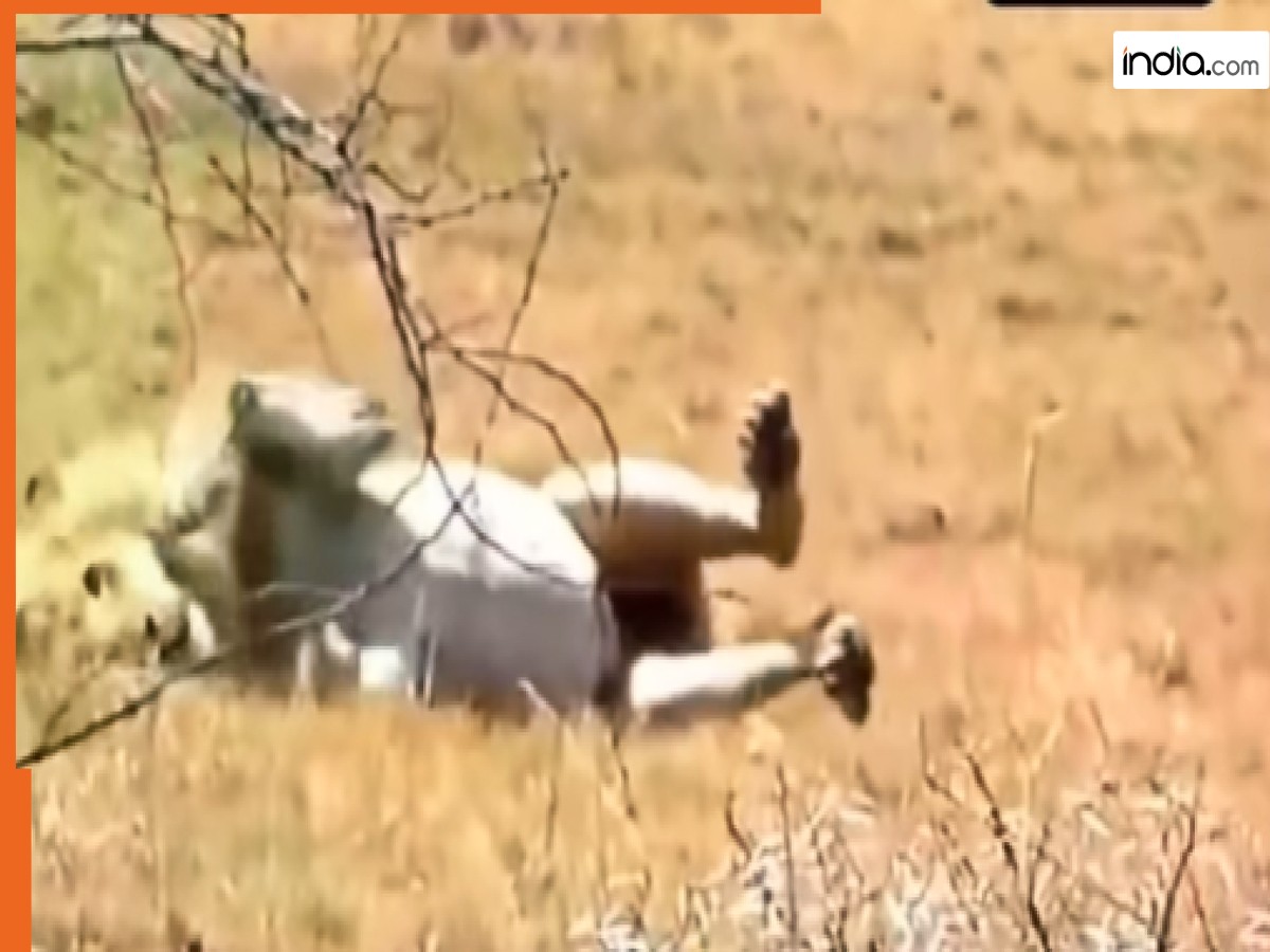 Sher Ka Video: जंगल में अचानक शेर को पड़ने लगे दौरे, मोके पर ही लगा ...