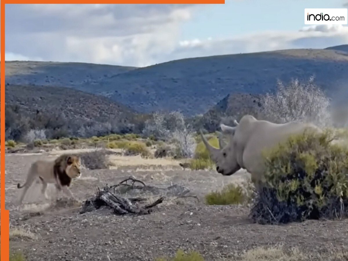 Sher Aur Gende Ka Video: एकाएक आमने-सामने आ गए शेर और गैंडा, फिर जो हो ...