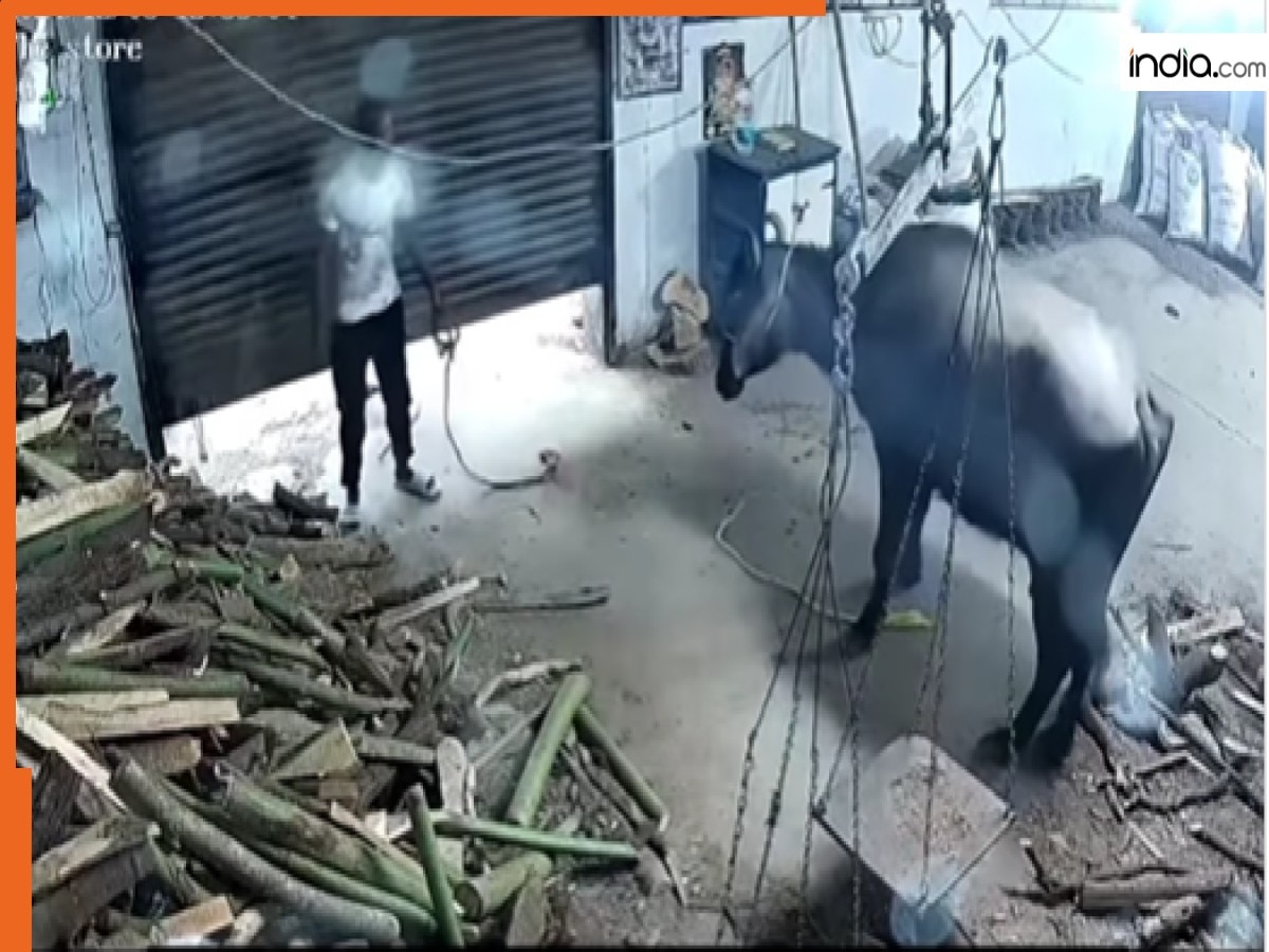 Bhense Ka Video: स्वैग के साथ भैंसा पकड़ने आया शख्स, मगर एक ही टक्कर ...