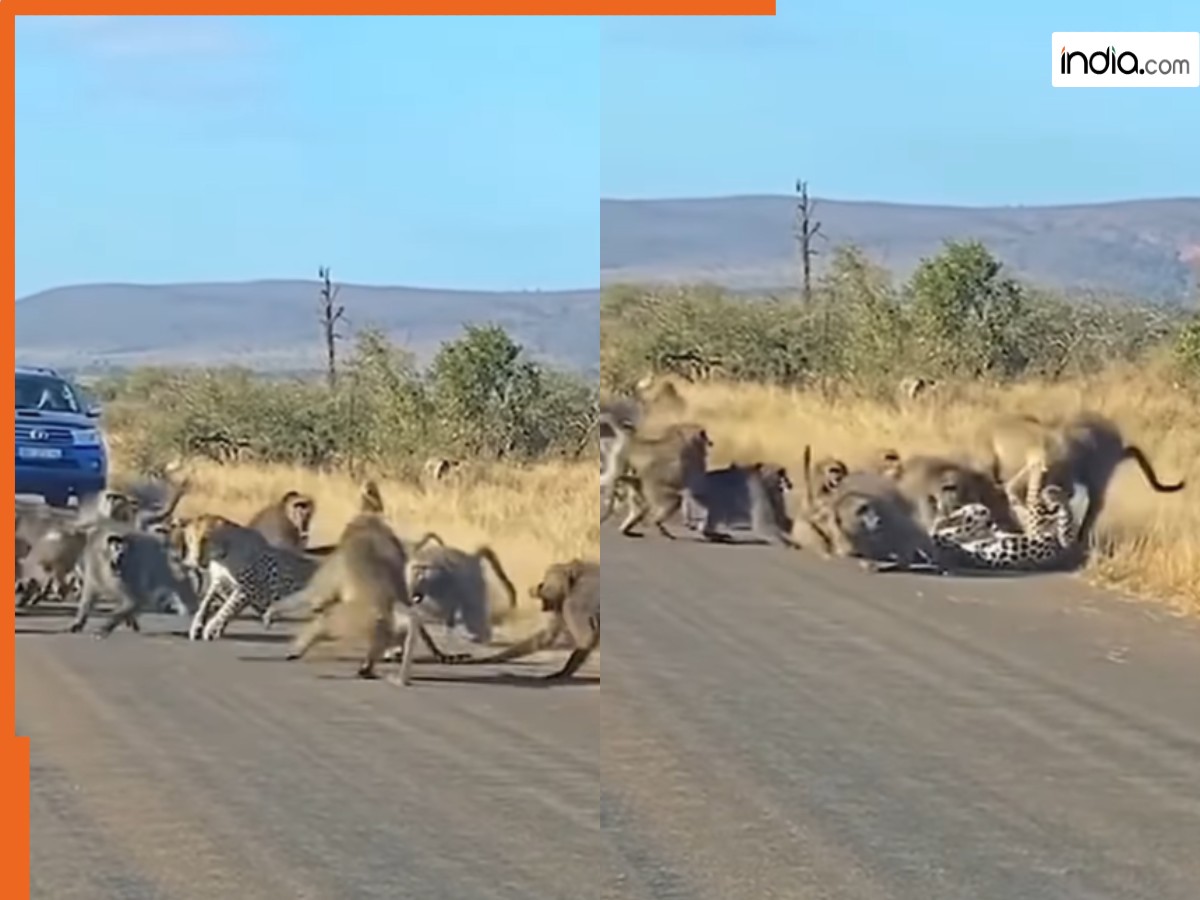 Bandar Ka Video: तेंदुए ने किया अटैक तो बंदर ने बुला ली पूरी टोली, फिर ...