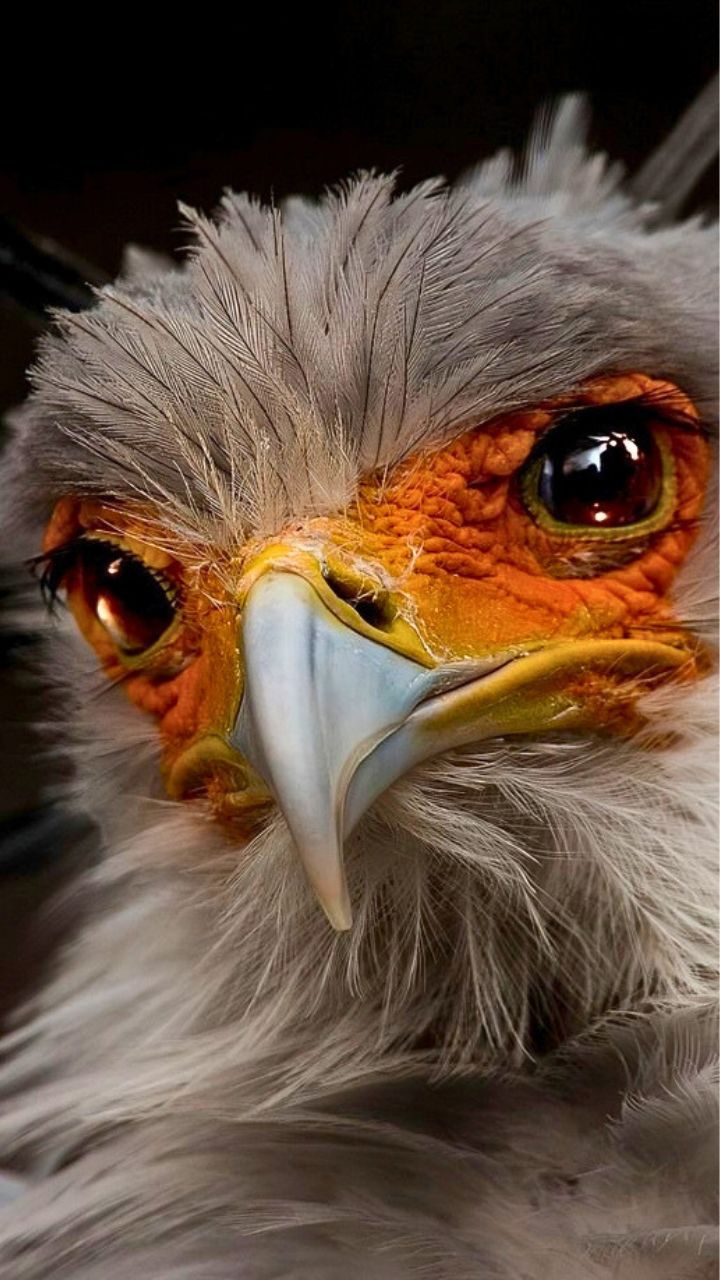 7 Animals that looks like they are wearing makeup