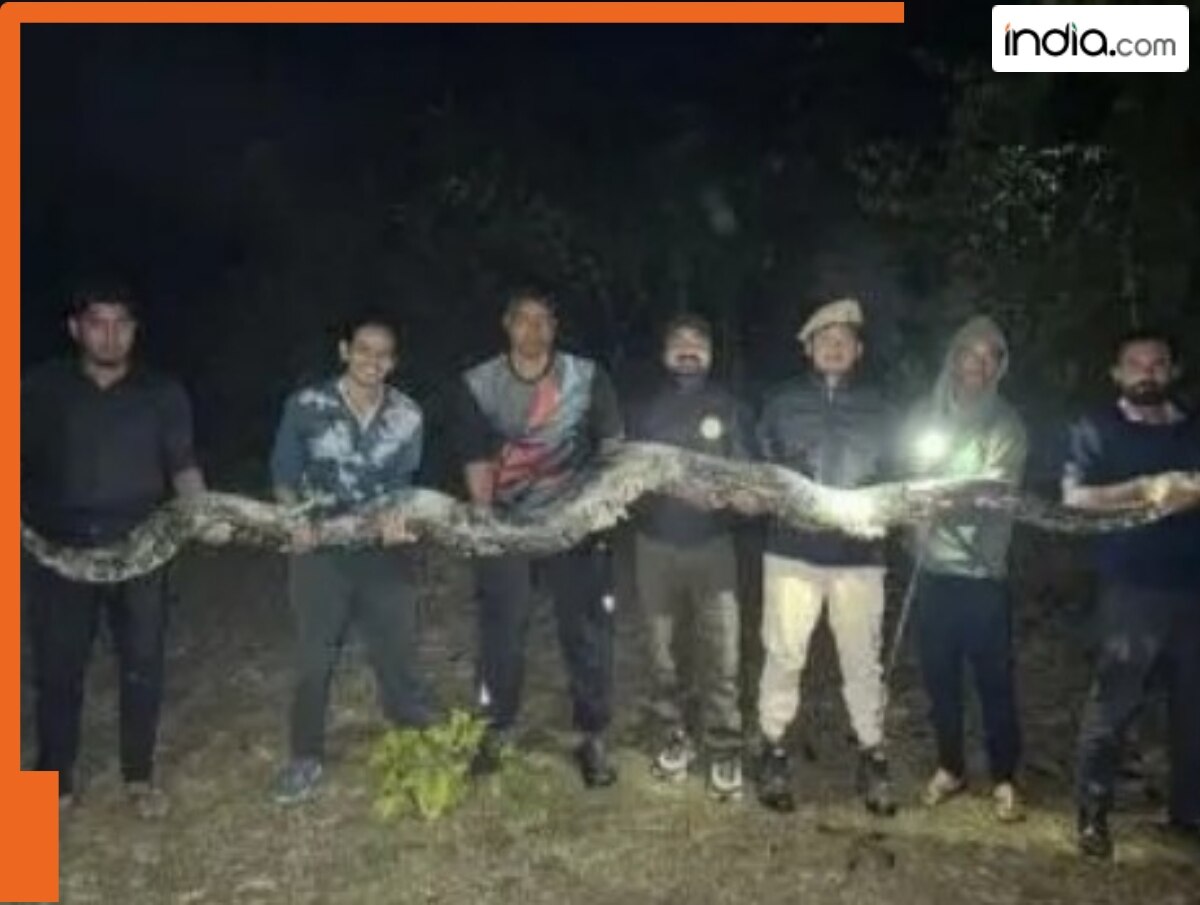 Assam: गर्ल्स हॉस्टल के पास मिला 100 किलो का अजगर, बराक घाटी का सबसे बड़ा Burmese pythons