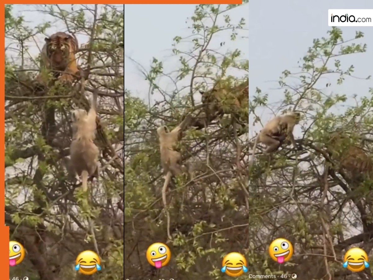Bandar Ka Video: बाघ के साथ माइंडगेम खेलने लगा बंदर, पेड़ पर जो दिखा ...