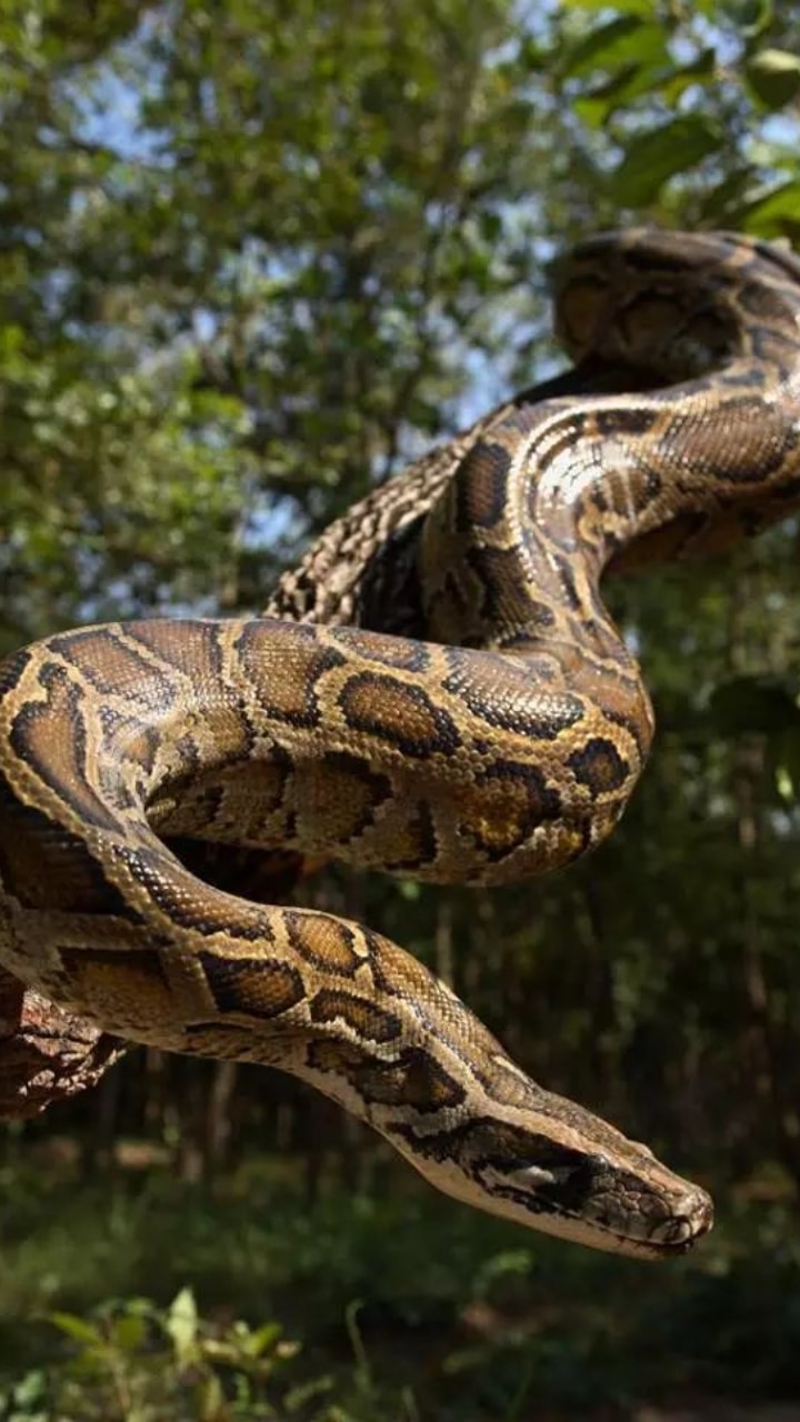 7 animals that can survive for months without food