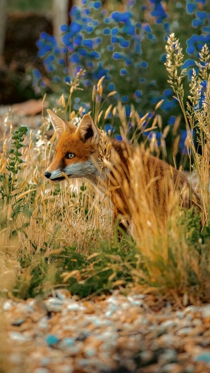 5 Animals known for their clever nature