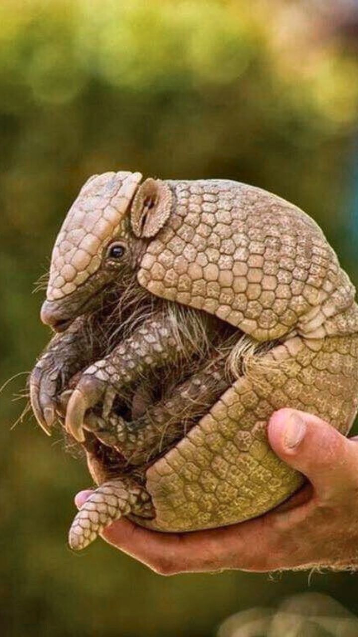 7 Animals with the strongest protective armor