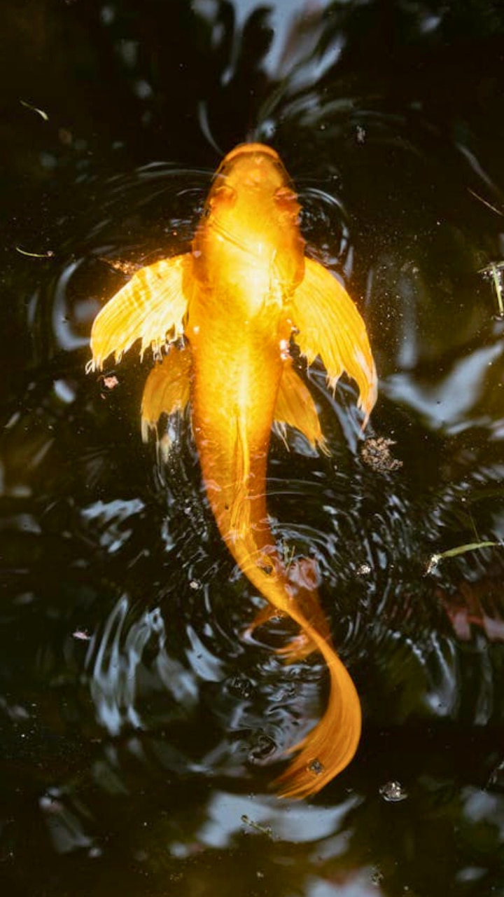 7 most beautiful golden animals in the world