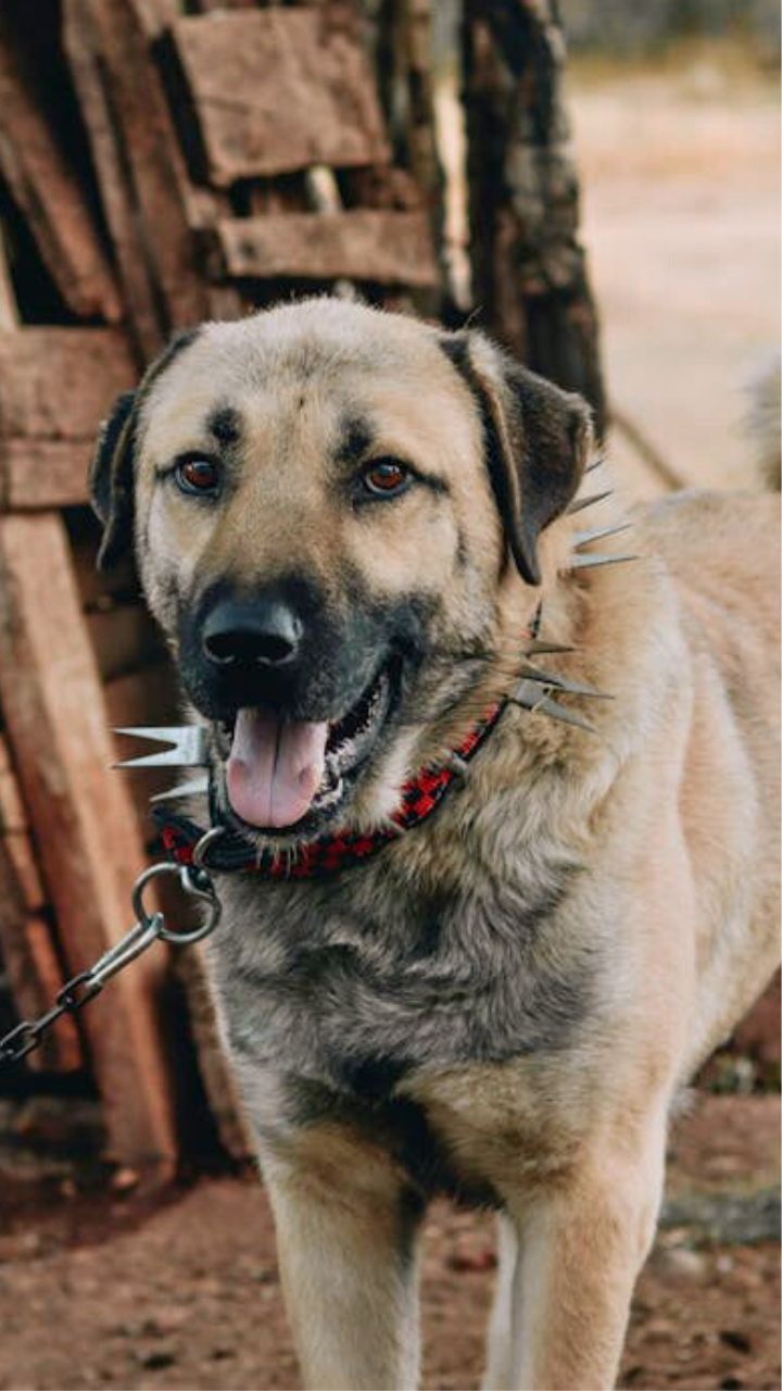 5 Dog breeds with the strongest bite force