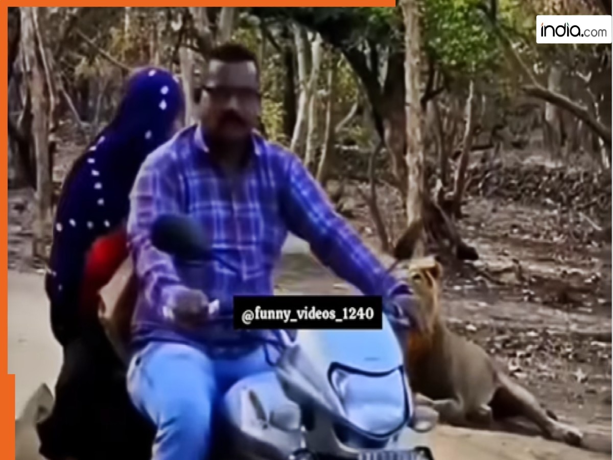 Sher Ka Video: जंगल के रास्ते से रहा था शख्स तभी हो गया शेर से सामना, फिर जो हुआ खुद देख लीजिए ...