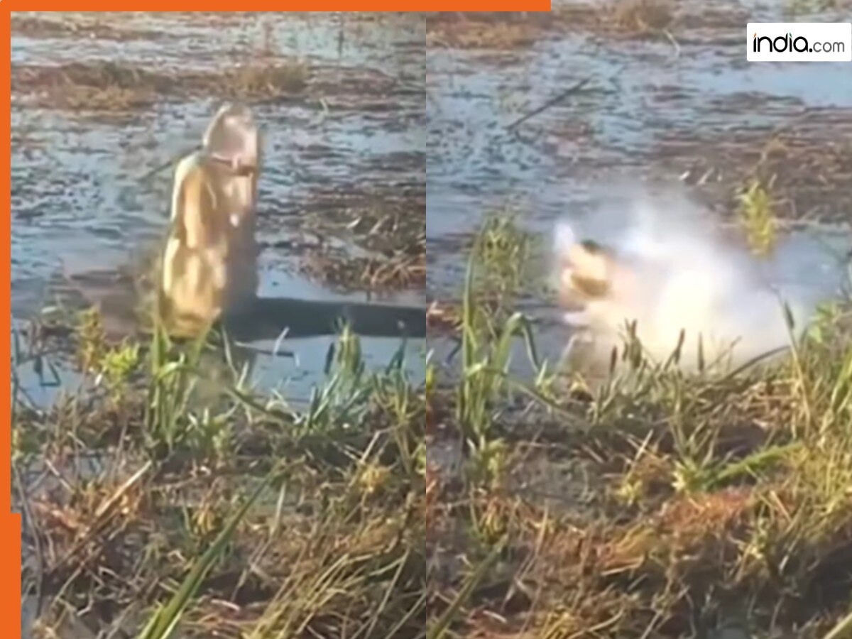 Magarmach Ka Video: ड्रोन को ही शिकार समझ बैठा मगरमच्छ, निगलते ही मुंह ...