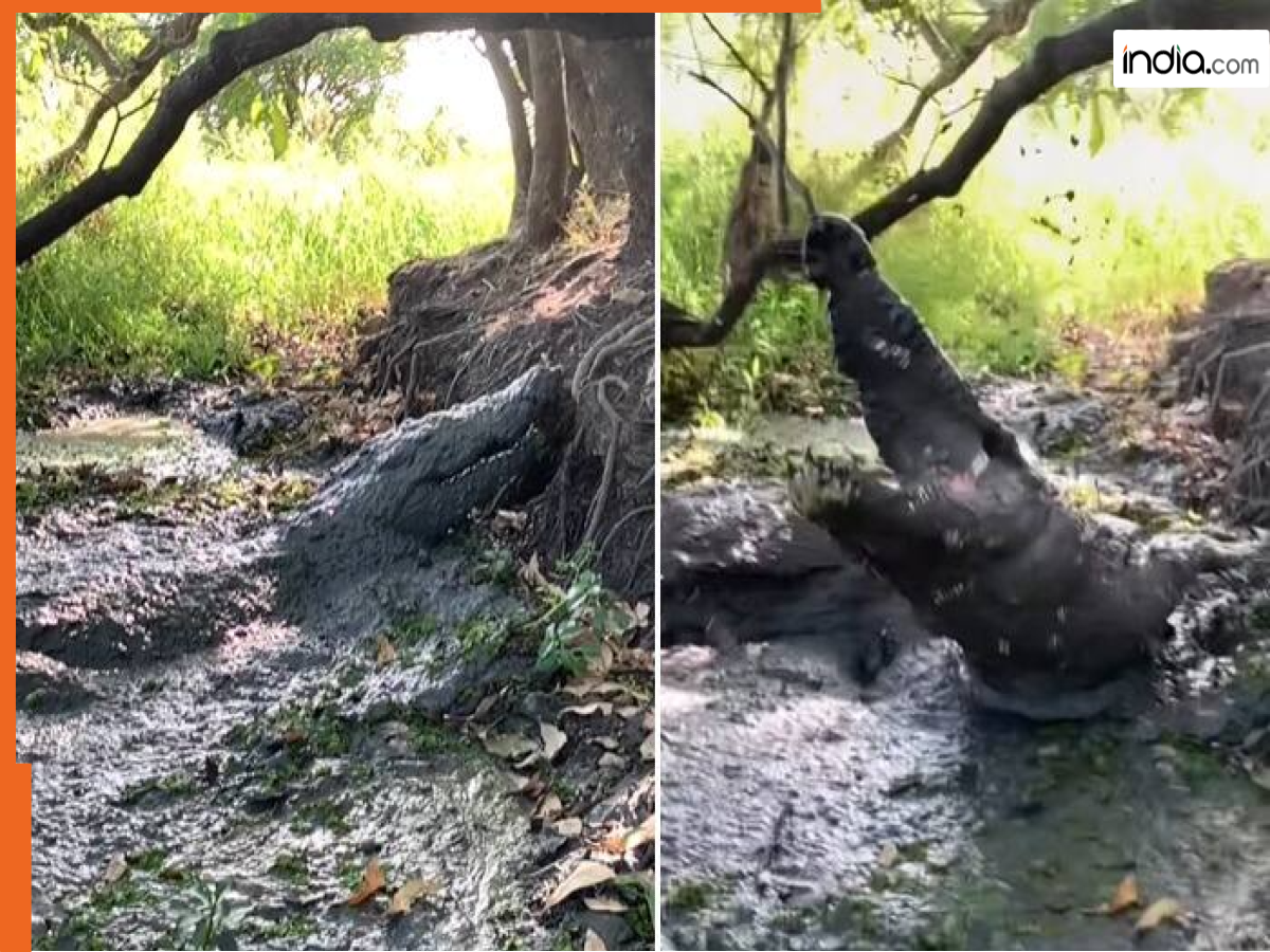 Magarmach Ka Video: कीचड़ में छिपकर बैठा था खूंखार मगरमच्छ, पास जाते ही ...