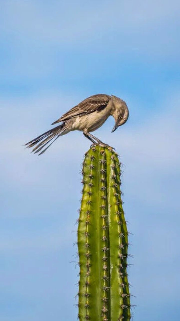 5 Birds with razor sharp memory