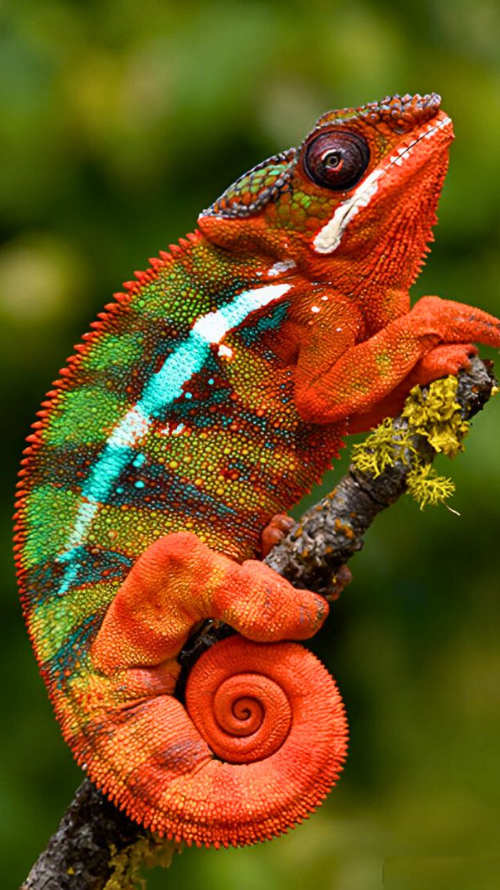 5 Animals with striking colourful markings on their body