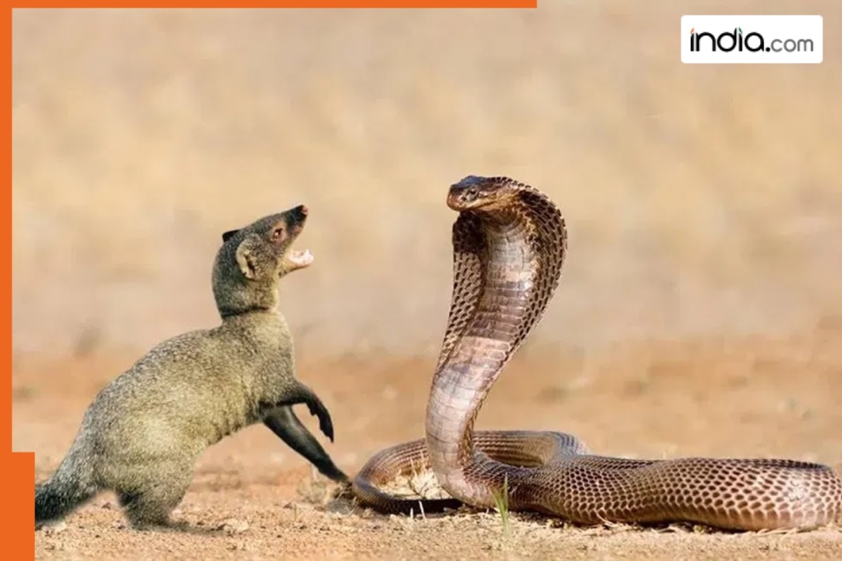 Have you wondered why are snakes and mongoose natural enemies? It is ...