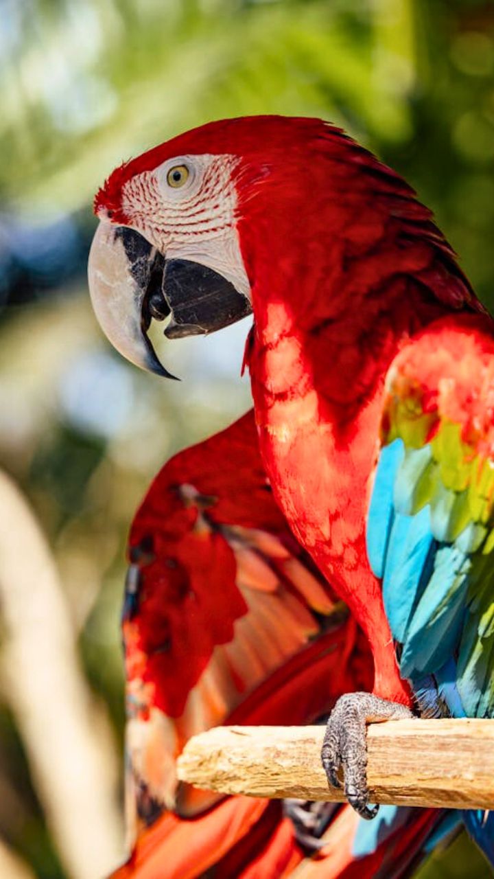 5 Stunning red coloured animals around the world