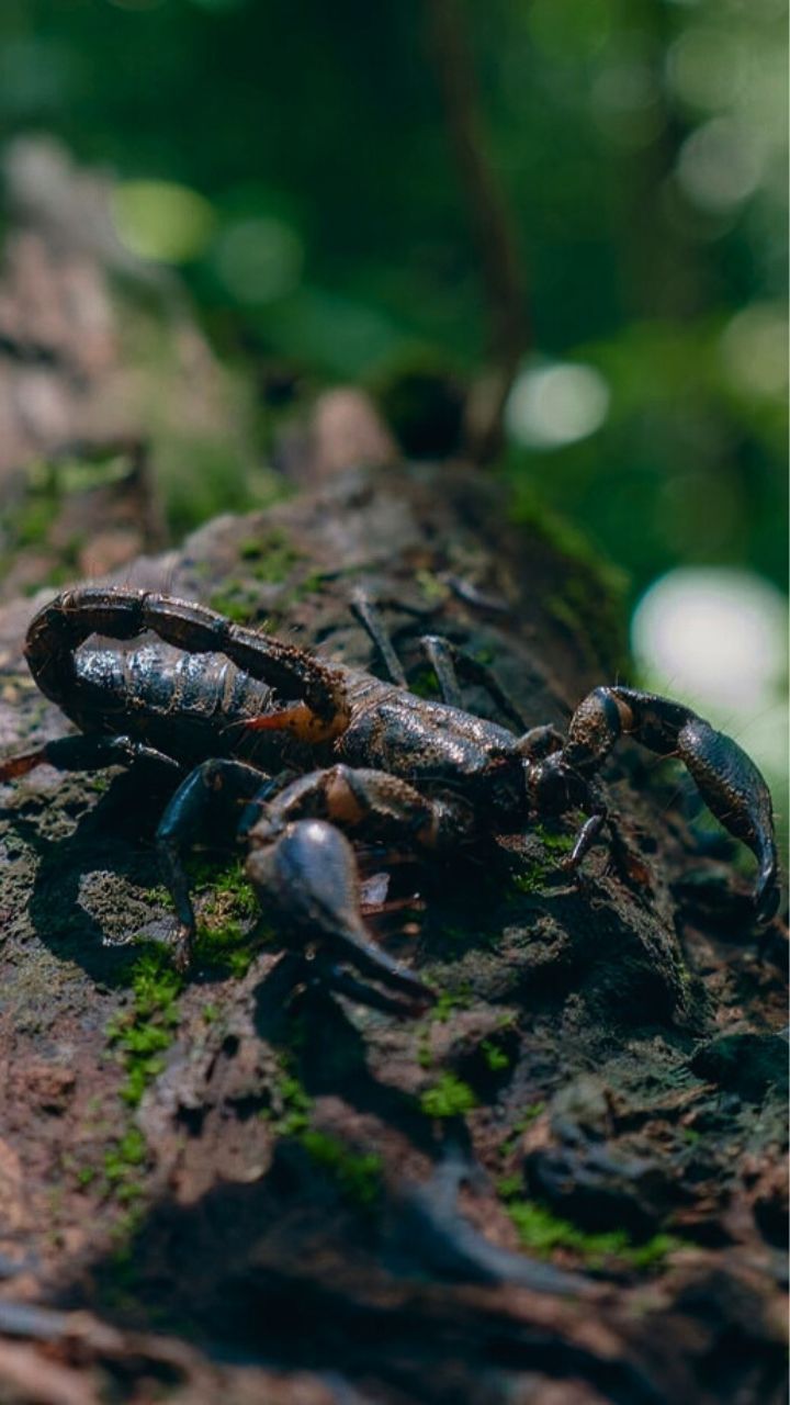 5 animals with weaponized tail