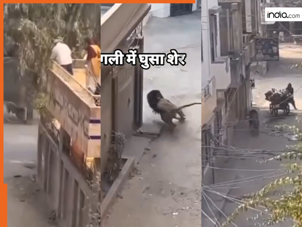 Sher Ka Video: गली में शेर देखते ही छत पर भागे लोग, फिर जो हुआ अंदर तक हिल जाएंगे | देखें वीडियो