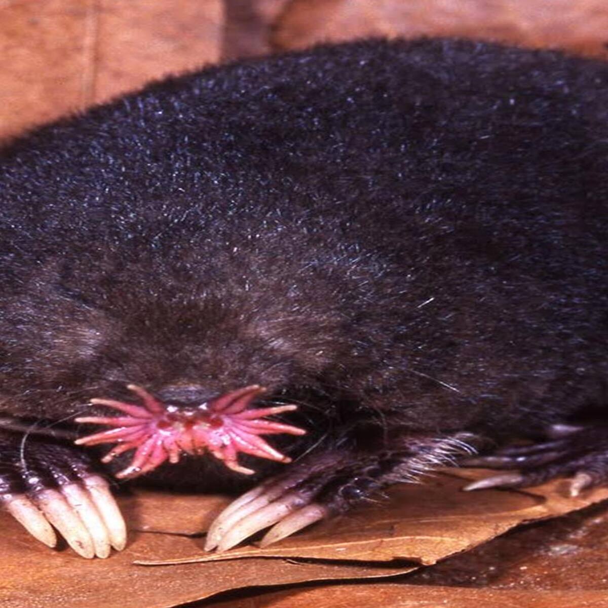 Cute Star Nosed Mole Creature Image Reveals One Of 'Weirdest