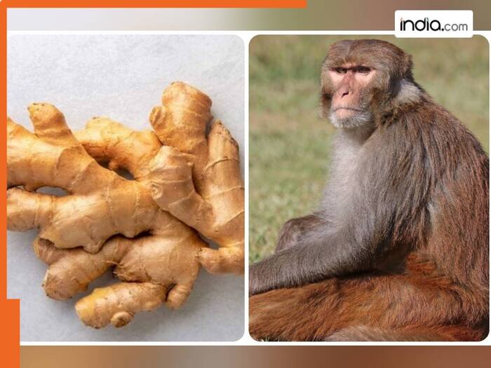 बंदर क्यों नहीं जानता अदरक का स्वाद? हैरान कर देगा इसका रहस्य, जानिए ...