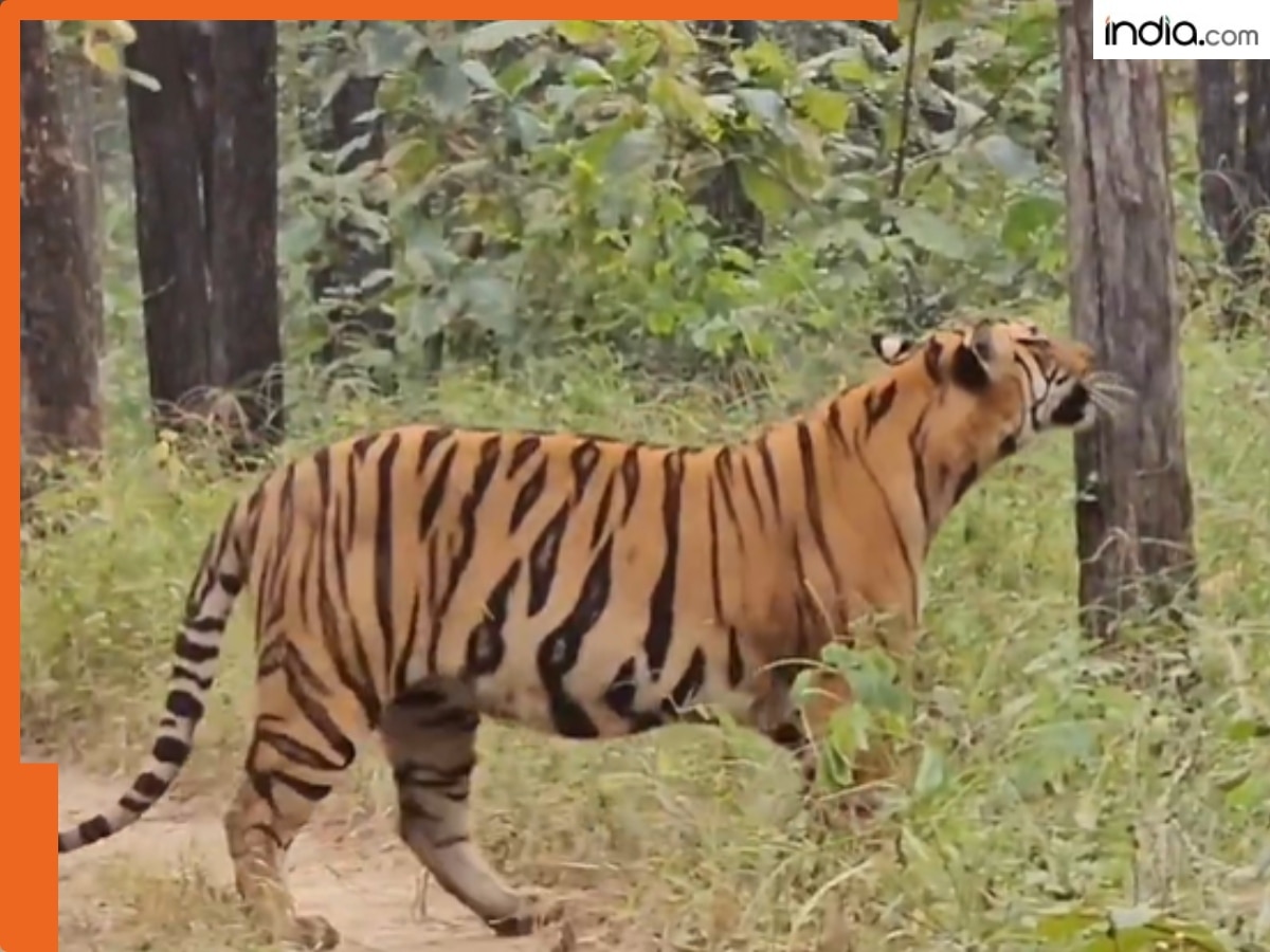 एक वीडियो वायरल हो रहा है जिसमें भालुओं के डर से रास्ता छोड़ कर भागते ...