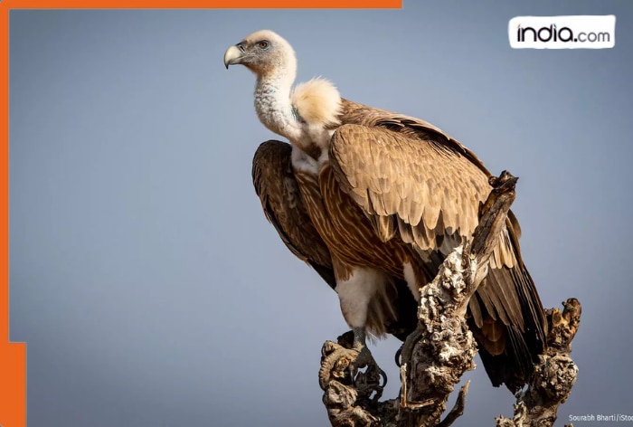 Did the extinction of vultures lead to the death of 5 lakh people ...