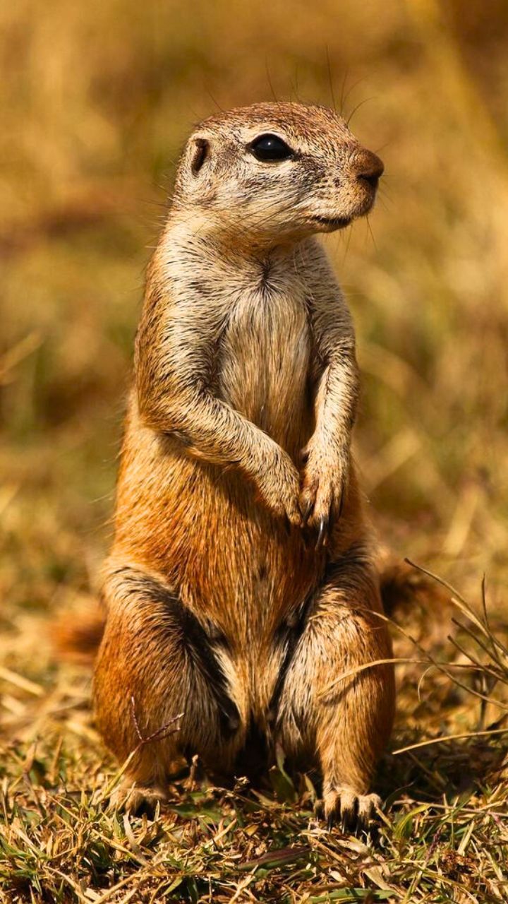 Animals whose name start with X
