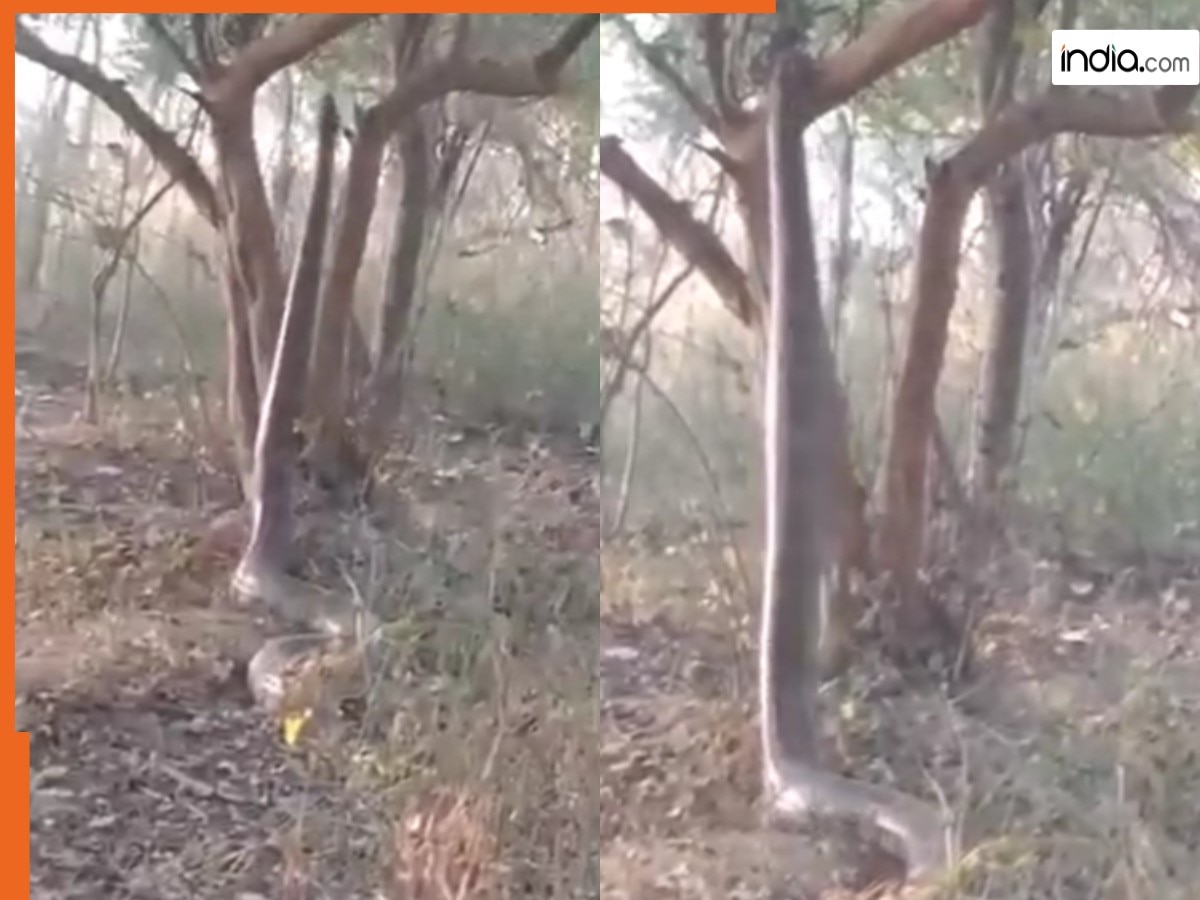 Azgar Ka Video: इंसान की तरह सीधा खड़ा हो गया अजगर, फिर जमीन से बिना ...