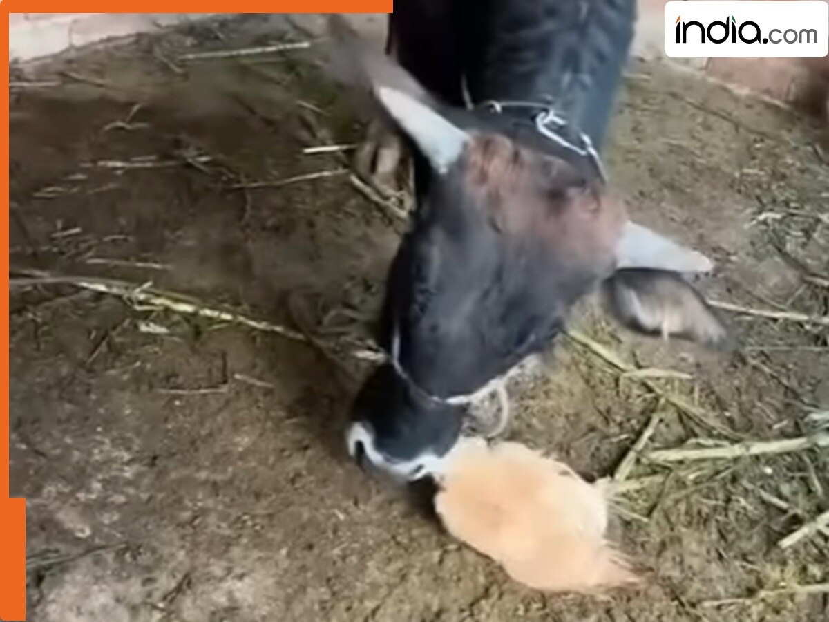 कलियुग! जिंदा मुर्गा चबाती दिखी शाकाहारी जीव गाय, VIRAL VIDEO देख यकीन ...