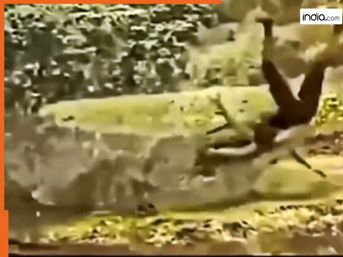 Magarmach Ka Video: तालाब किनारे फोटो खिंचा रहा था लड़का, तभी निकला ...